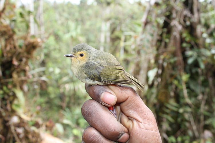 New paper on bird radiation in PNG