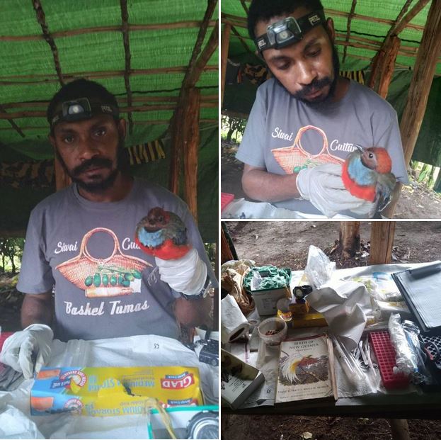 Field work Papua New Guinea