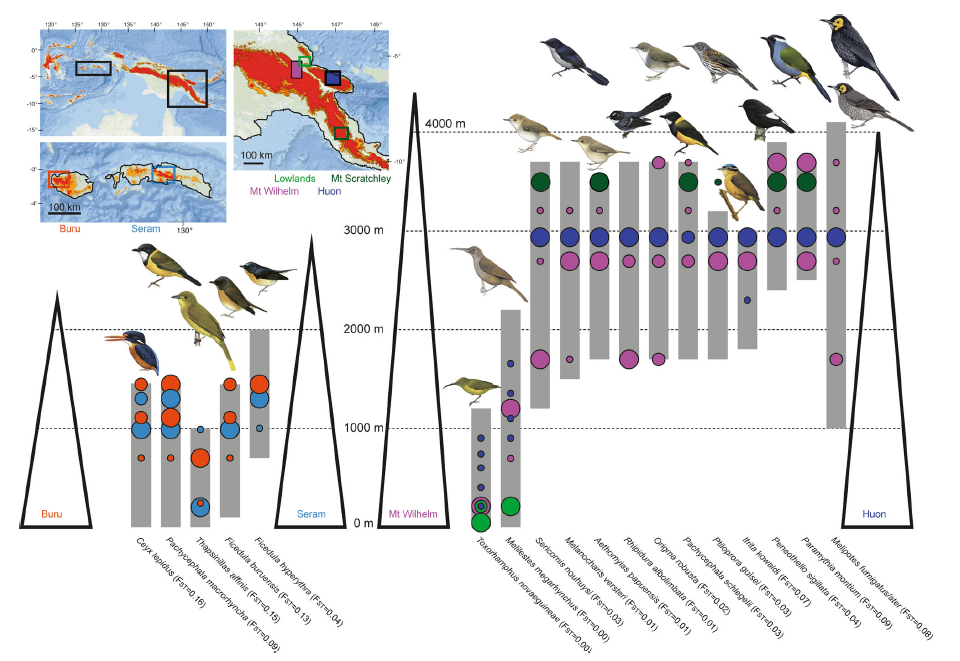 New Paper: The formation of avian montane diversity across barriers