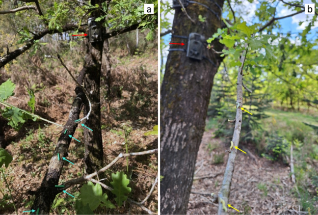 New Paper: Do plasticine caterpillars accurately measure bird predation ...
