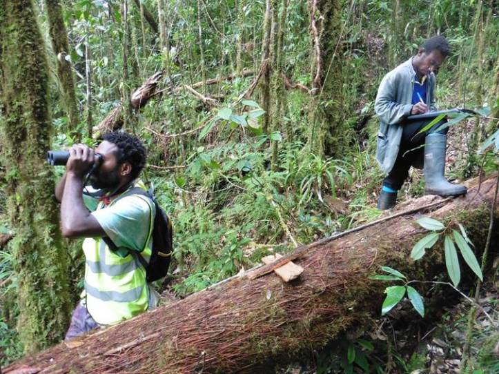 How Endemic Birds Shape Rainforest Ecosystems on New Britain